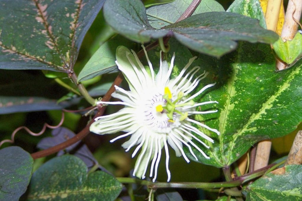 How To Plant And Care For Passiflora