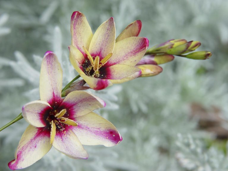 How to Plant and Care for Ixia - Best Landscape Ideas