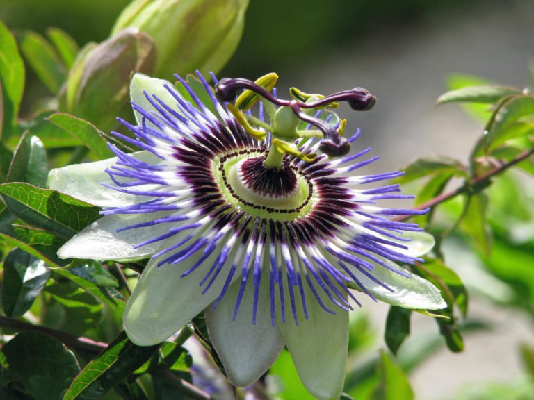 How To Plant And Care For Passiflora
