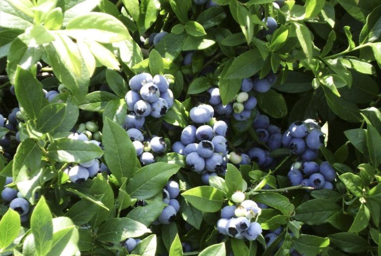 How to Plant and Care for Blueberry. Species and Types - Best Landscape ...