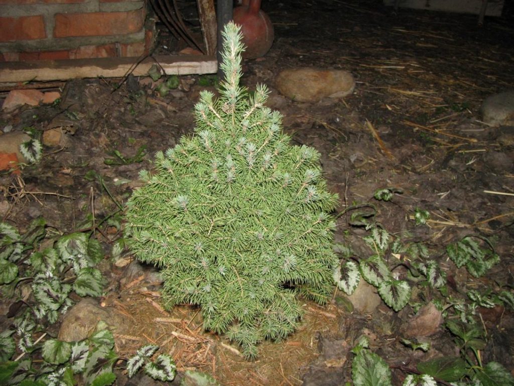 Guidelines for Selecting Seedlings and Planting Conifers