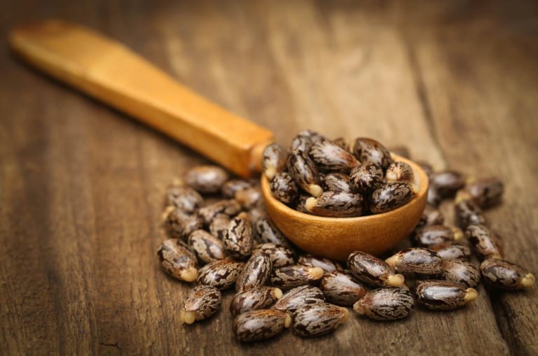 How To Plant And Care For Ricinus