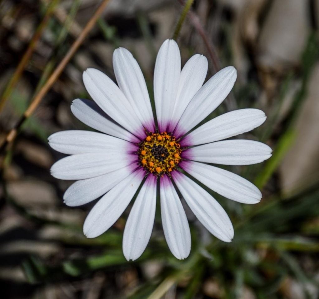 How To Plant And Care For Dimorphotheca