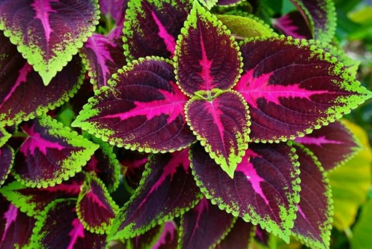 How to Grow Coleus from Seeds and Cuttings - Best Landscape Ideas
