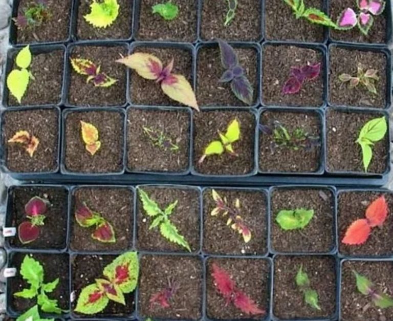 How to Grow Coleus from Seeds and Cuttings