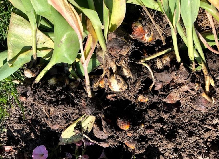 How to Plant and Care for Tulips - 15 Best Options