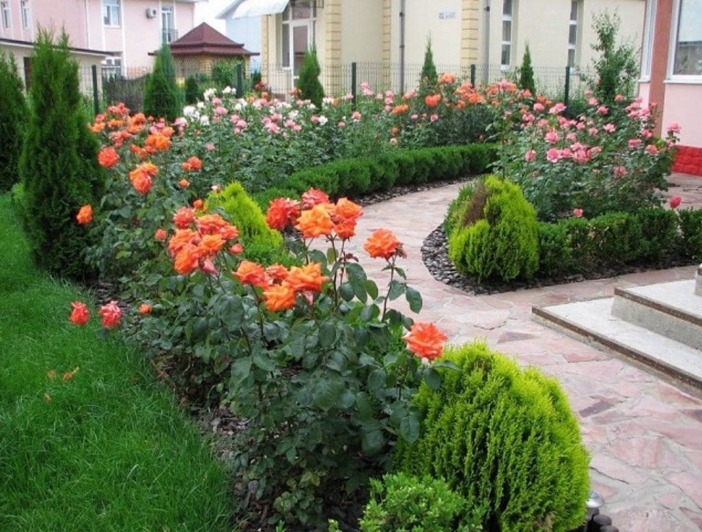 How to Create a Rose Garden. Planting Options and Selection of Roses