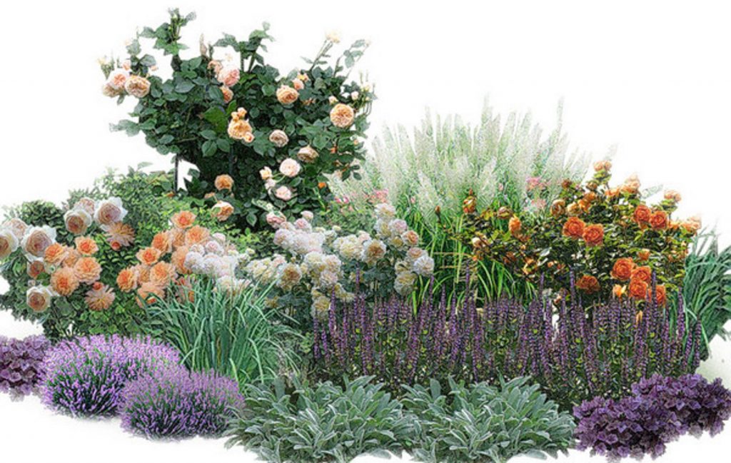 How to Create a Rose Garden. Planting Options and Selection of Roses