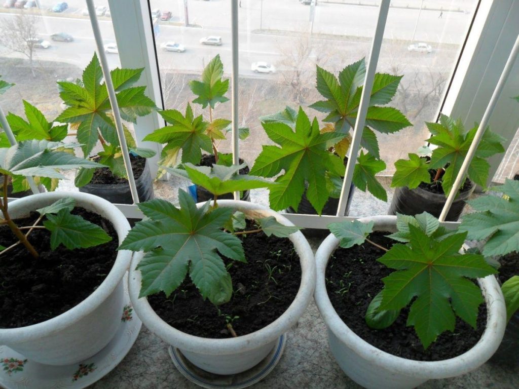 How To Plant And Care For Ricinus