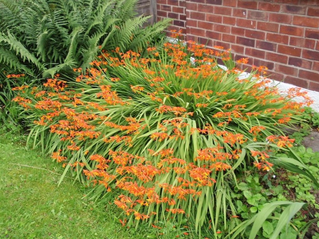 How to Plant and Care for Crocosmia. 5 Best Options
