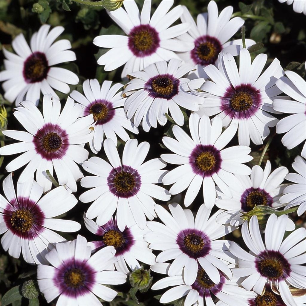 How To Plant And Care For Dimorphotheca