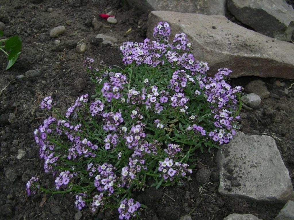 How To Plant And Care For Alyssum