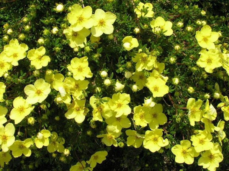 How To Plant And Care For Potentilla - Best Landscape Ideas