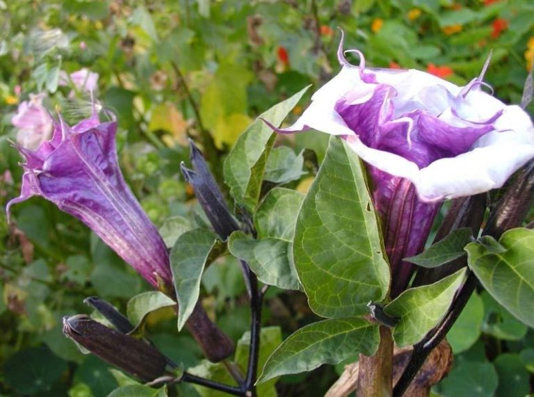 How To Plant And Care For Datura