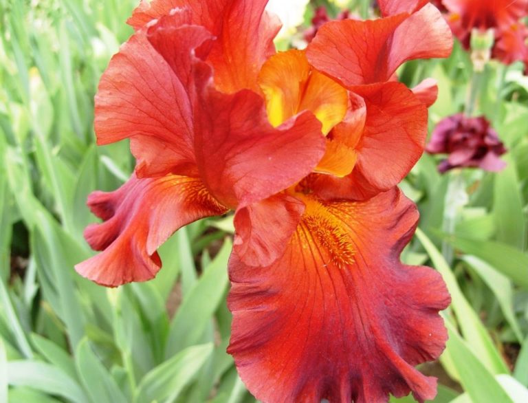 Red Iris