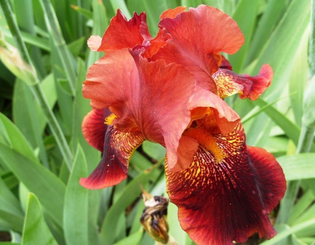Red Iris