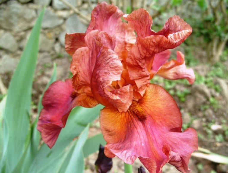 Red Iris - Best Landscape Ideas