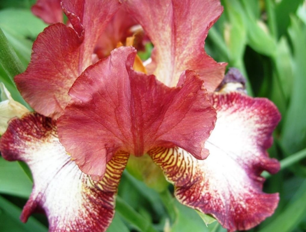Red Iris