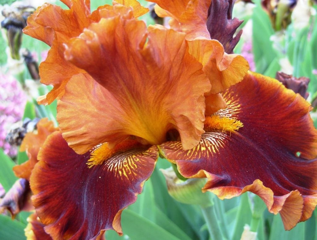 Red Iris
