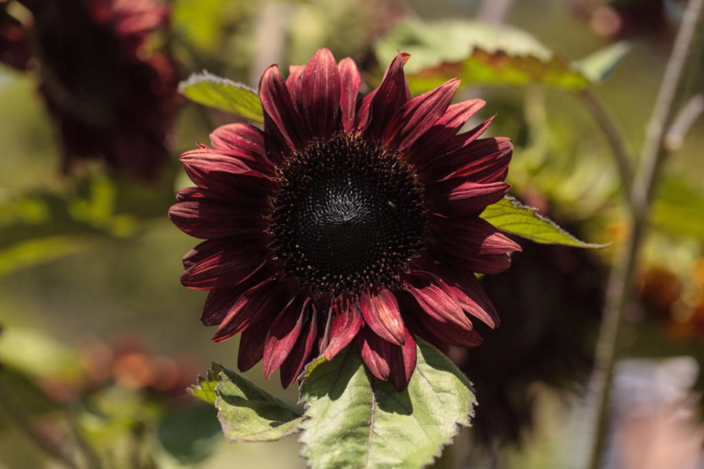 How To Plant And Care For Decorative Sunflower