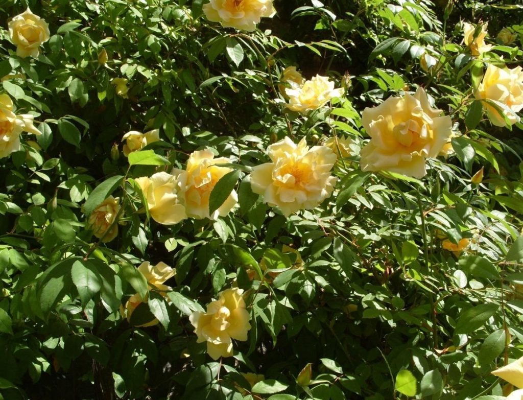 Real Decoration of the Garden - Climbing Roses