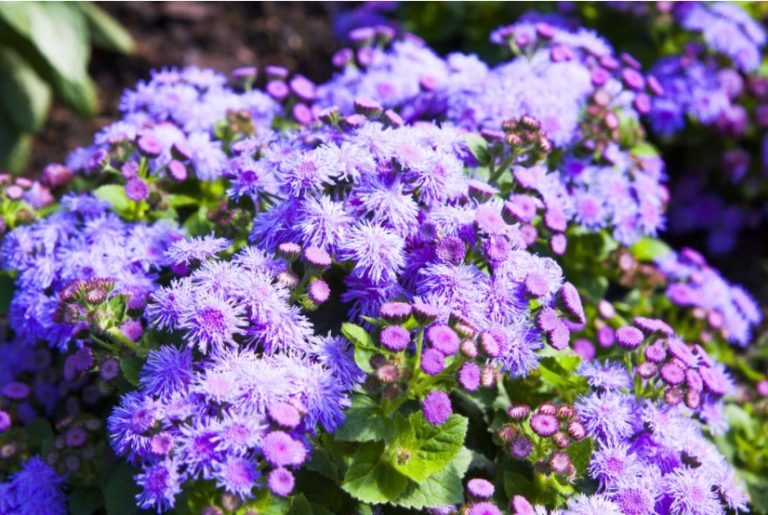 How to Plant and Care for Ageratum - Best Landscape Ideas