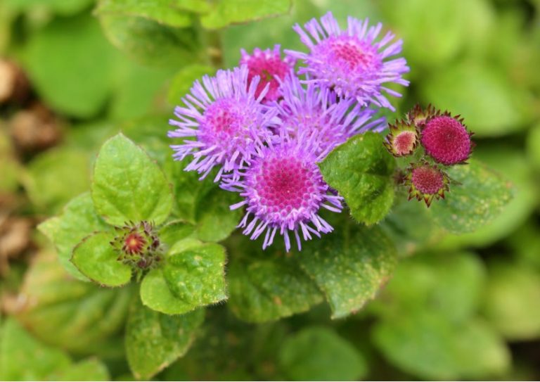 How to Plant and Care for Ageratum