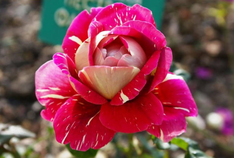 Tea-Hybrid Roses-Divas of the Pink Kingdom - Best Landscape Ideas