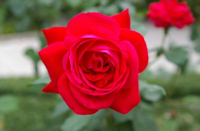 20 of the Best Red Tea-Hybrid Roses for Your Garden - Best Landscape Ideas