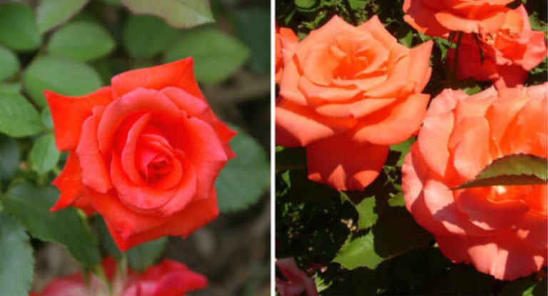 20 of the Best Red Tea-Hybrid Roses for Your Garden