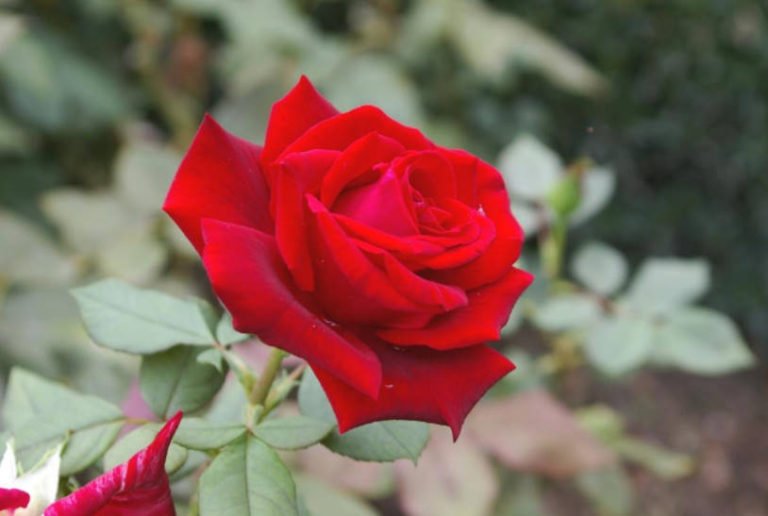 15 Best Varieties of Tantau Roses - Best Landscape Ideas