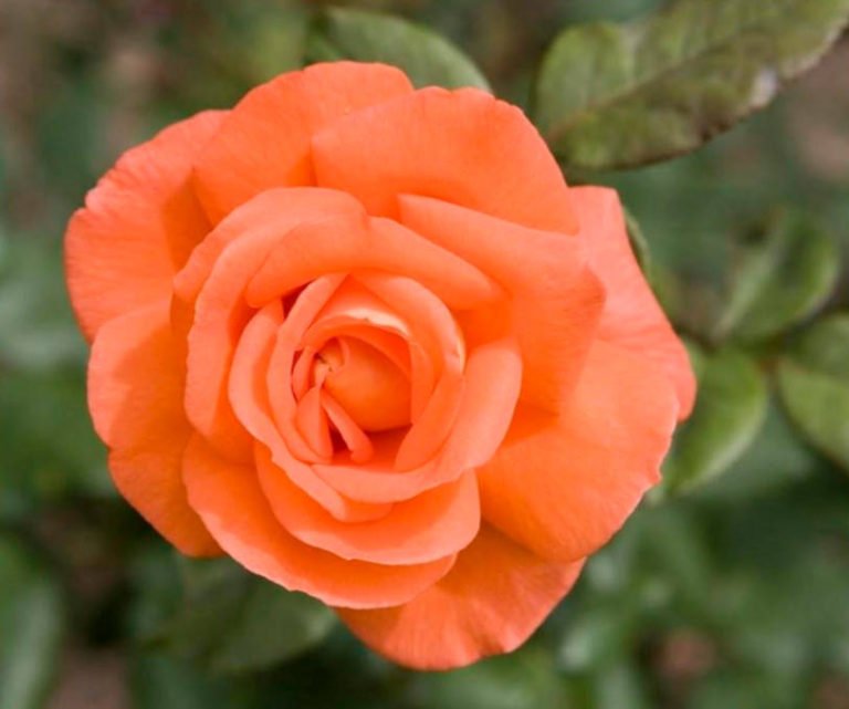 15 Best Varieties of Tantau Roses