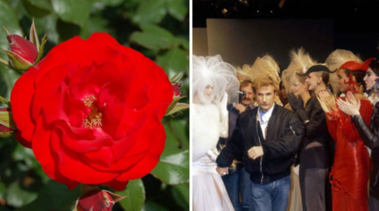 15 Best Varieties of Tantau Roses