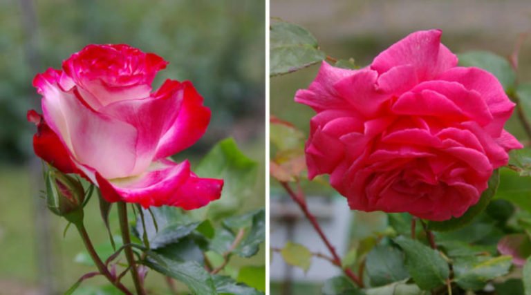 15 Best Varieties of Tantau Roses
