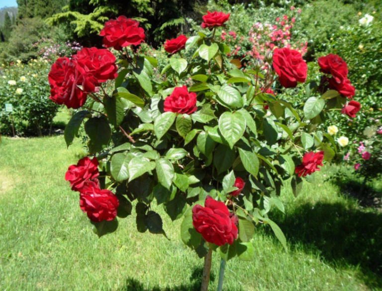 15 Best Varieties of Tantau Roses