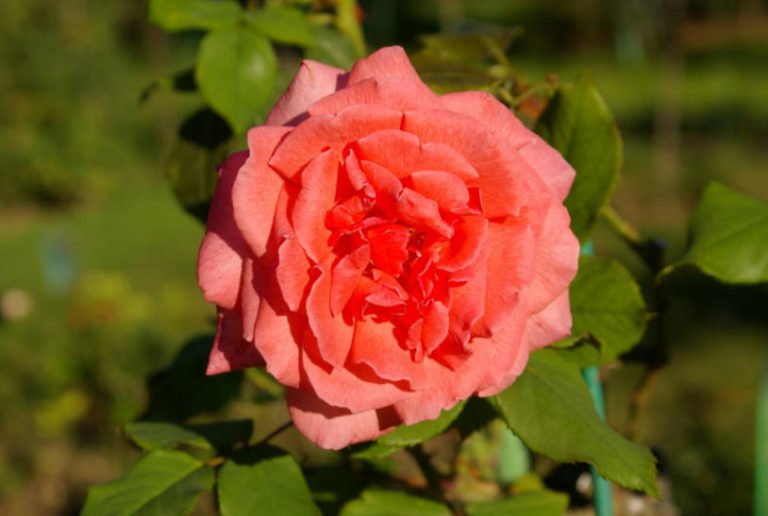 15 Best Varieties of Tantau Roses