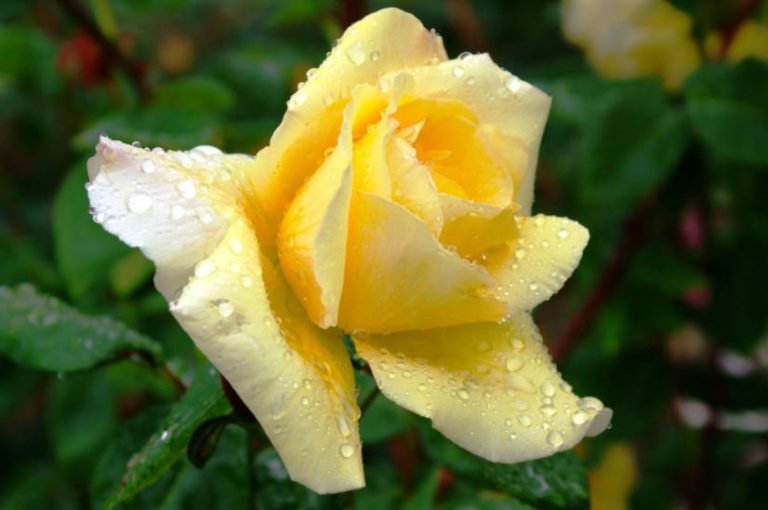 20 Best Two-Tone and Variegated Tea-Hybrid Rose for Your Garden
