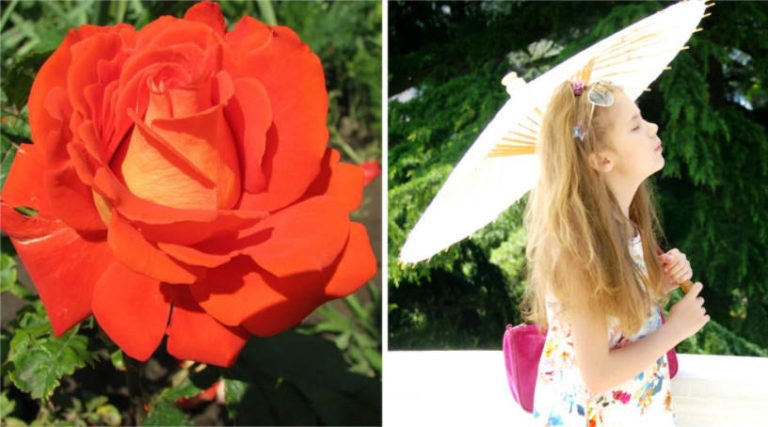 15 of the Best White, Cream, Yellow, Orange Tea-Hybrid Roses for Your ...