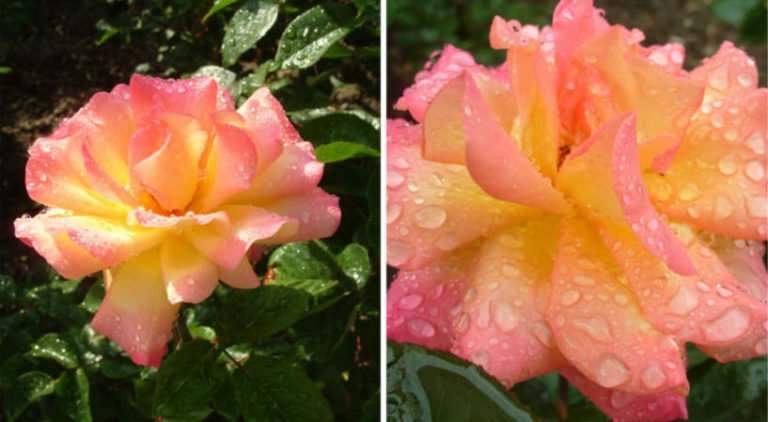 20 Best Two-Tone and Variegated Tea-Hybrid Rose for Your Garden