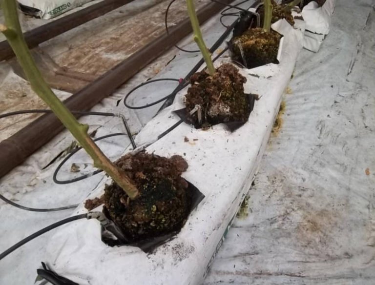 Hydroponics, Low-Volume Culture, Drip Irrigation and Other Advanced ...
