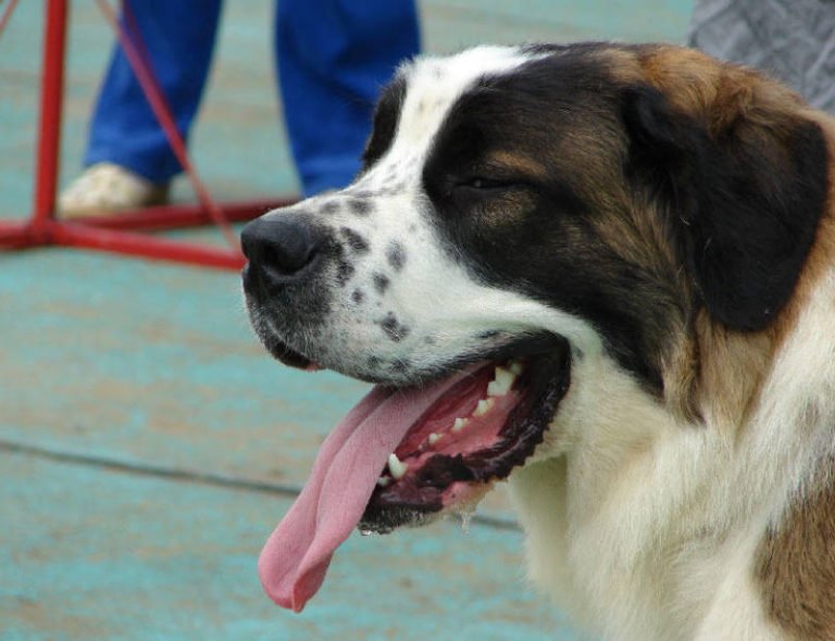 The Most Popular Country Dogs