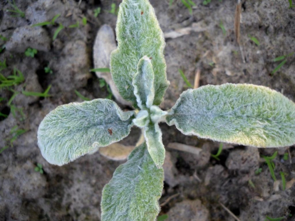 Amazing Plant - Stachys Byzantina