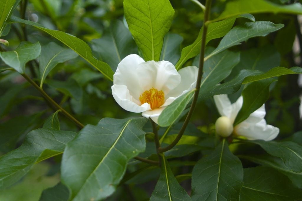 Franklinia Alatamaha Bloomed for the First Time in 200 Years