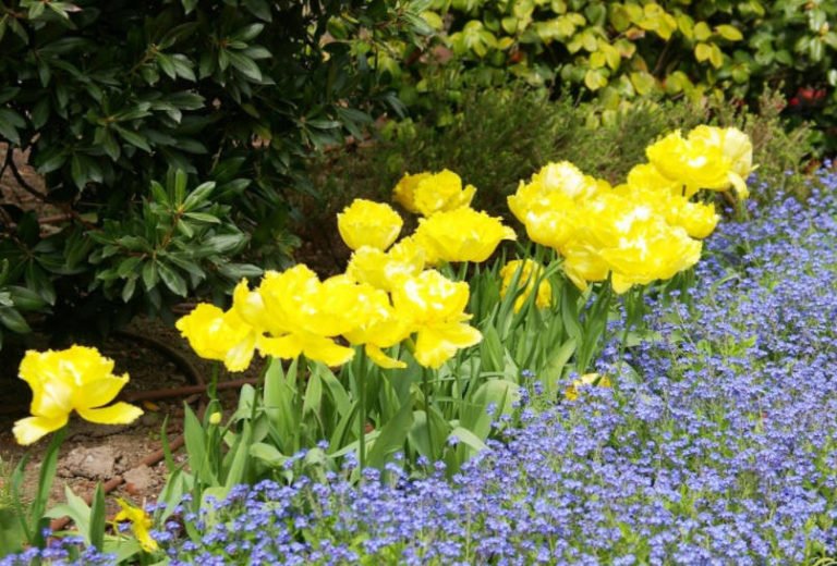 A Little Theory: the Basic Principles of Plant Composition