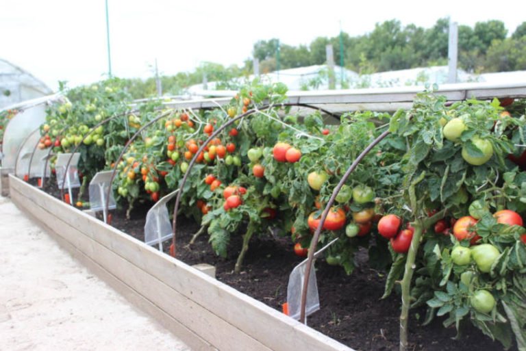 How to Grow Tomatoes in Ridges-Boxes - Best Landscape Ideas
