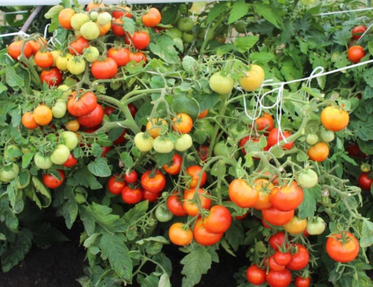 How to Grow Tomatoes in Ridges-Boxes