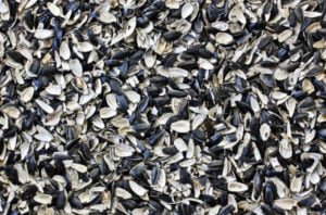 Pros and Cons of Various Types of Solid Fuel for Boilers: Wood and its ...