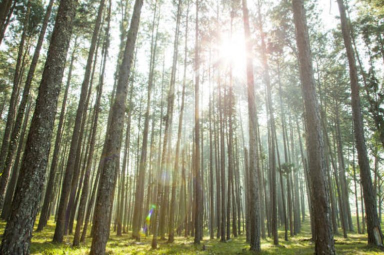 Pros and Cons of Various Types of Solid Fuel for Boilers: Wood and its ...