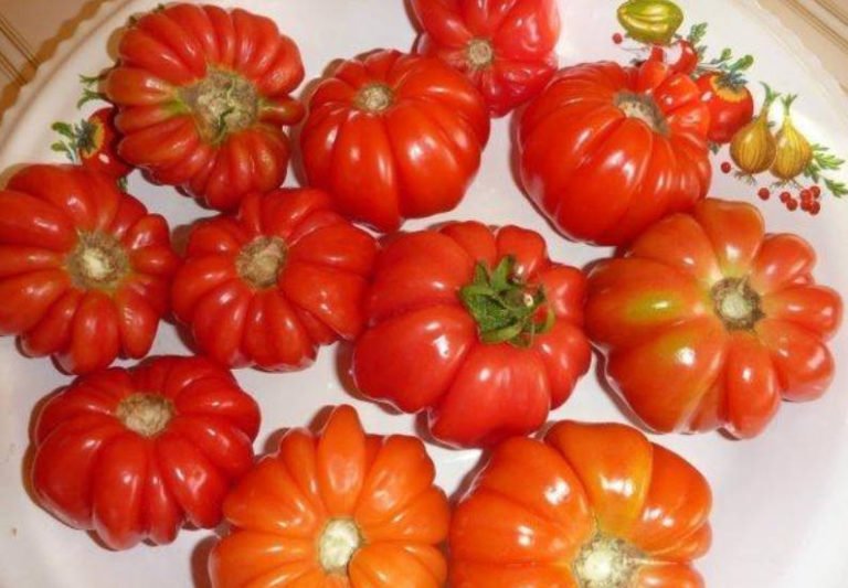 Tomatoes of Unusual Shape Ribbed and Long-Fruited