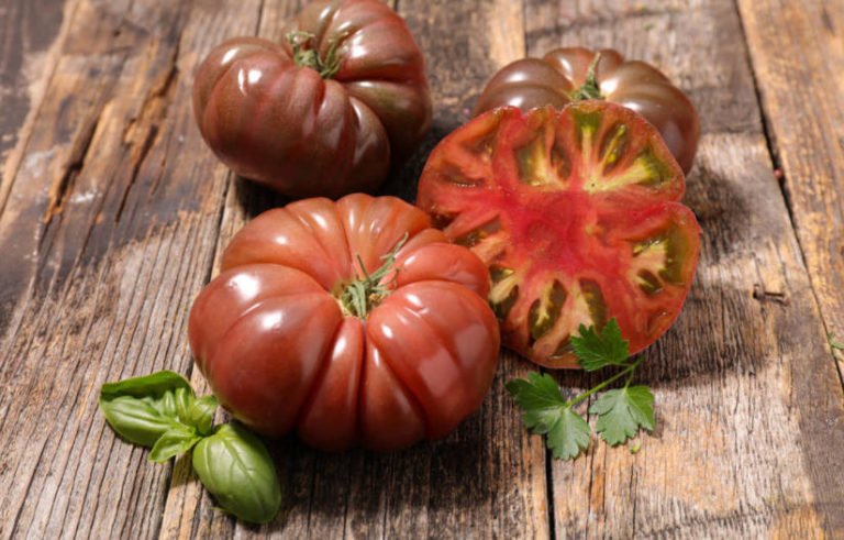 Tomatoes of Unusual Shape Ribbed and Long-Fruited